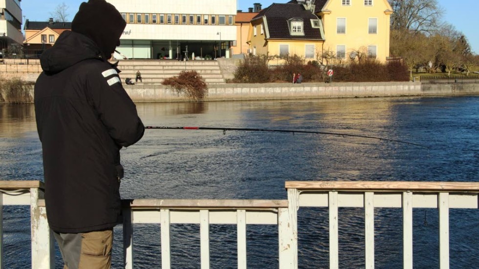Flera har sett döda fiskar flyta i Strömmen