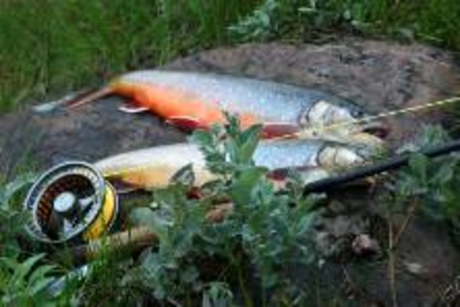 Fiskeutrustningen för en flugfiskare