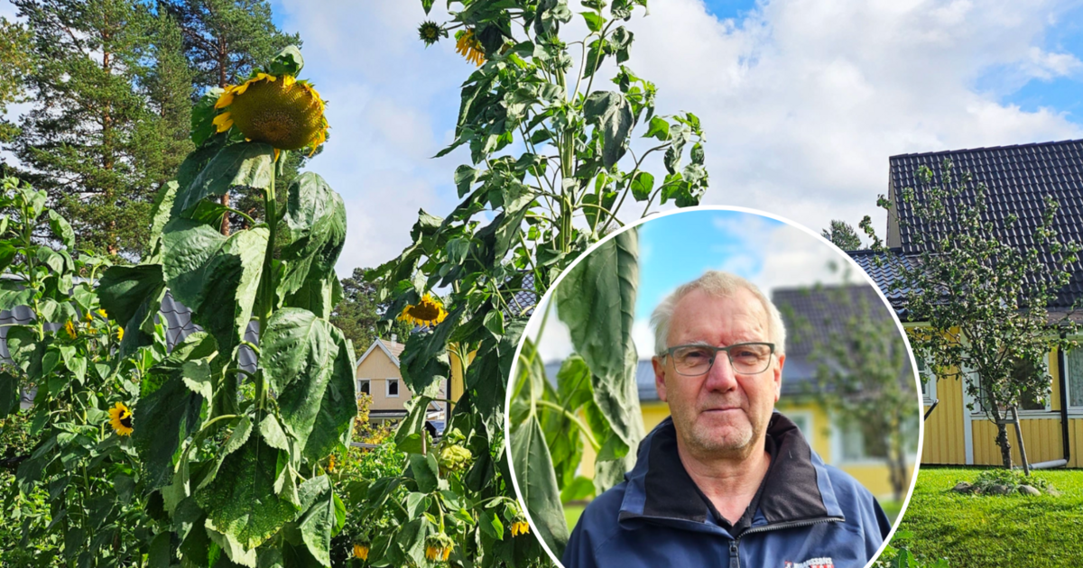 Är det här Norrbottens högsta solros?