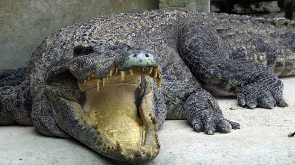 Världens största krokodil död