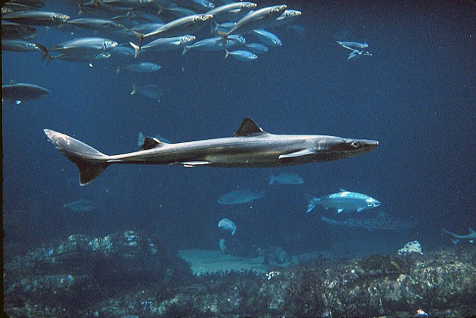 Ännu en haj hittad på gata