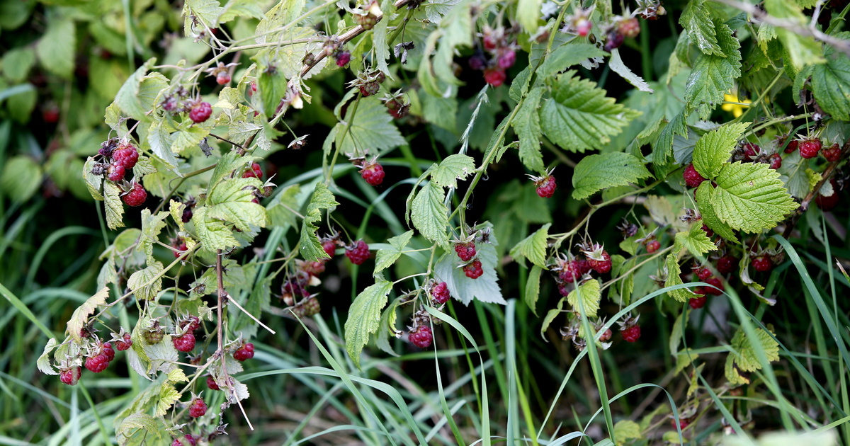 INSÄNDARE: Varför sågar man ner växtligheten vid Stångån?