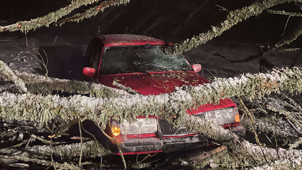 Hampus nära att spetsas av fallande träd – hade änglavakt