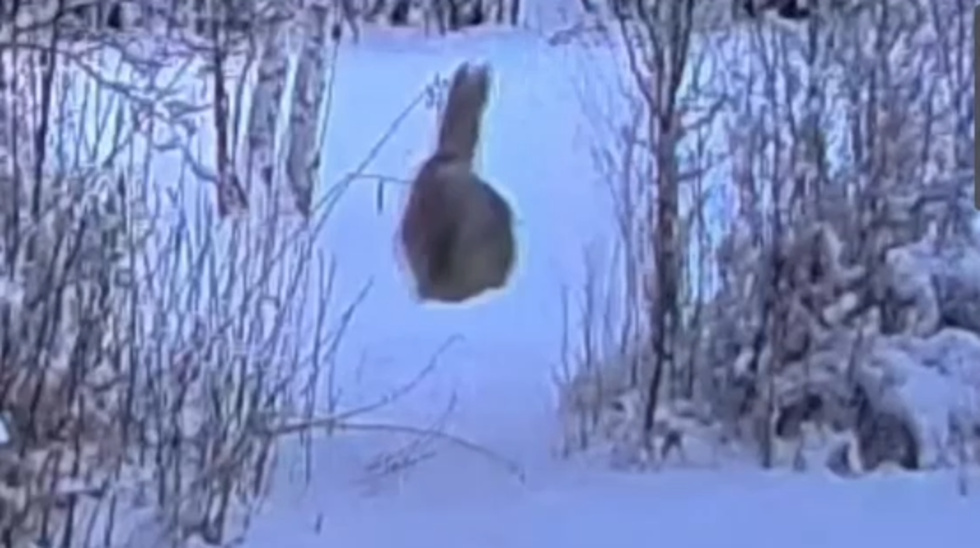 Mystiska djuret delar Uppsalaborna: Vad är det för något?