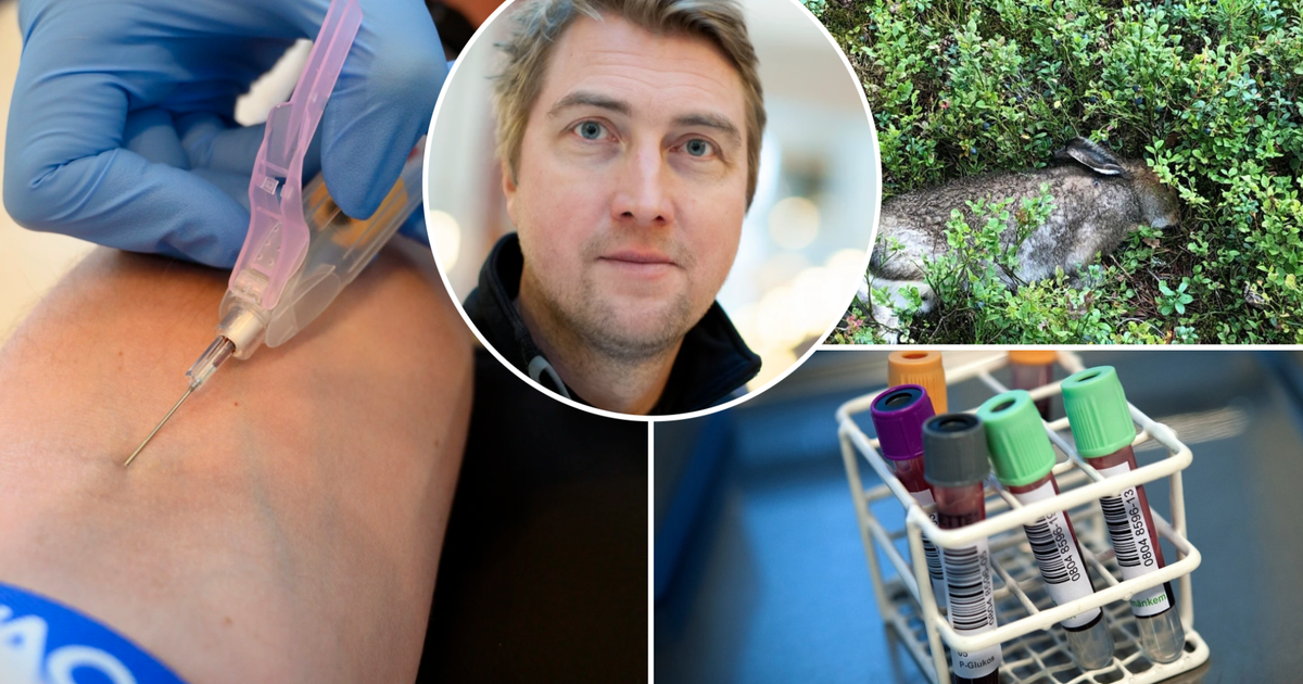 Harpest sprids i Norrbotten – så vet du om du har smittats