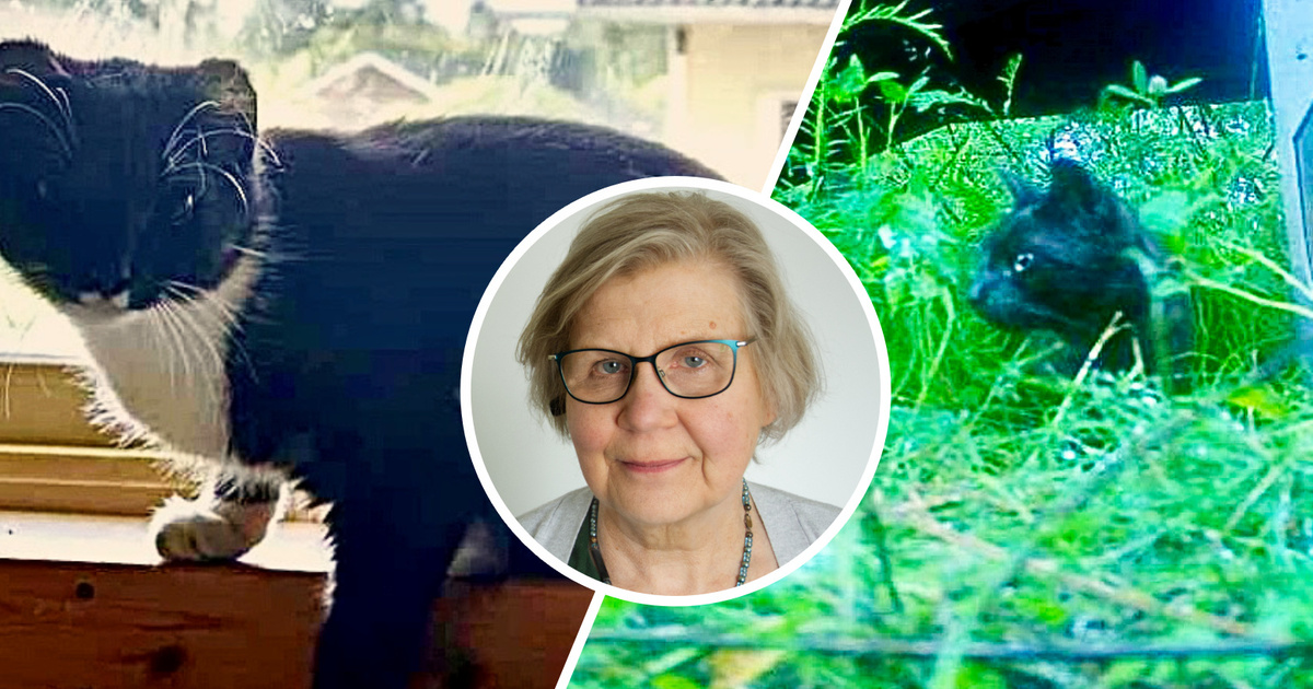 Herrelösa katter i massor: "Flera saknar öron"