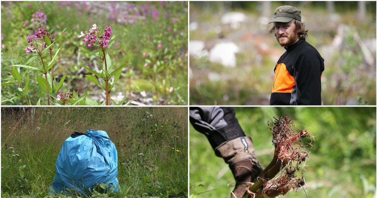 Anton fick syn på en främmande växt i sin skog • Nu kämpar han med att ...