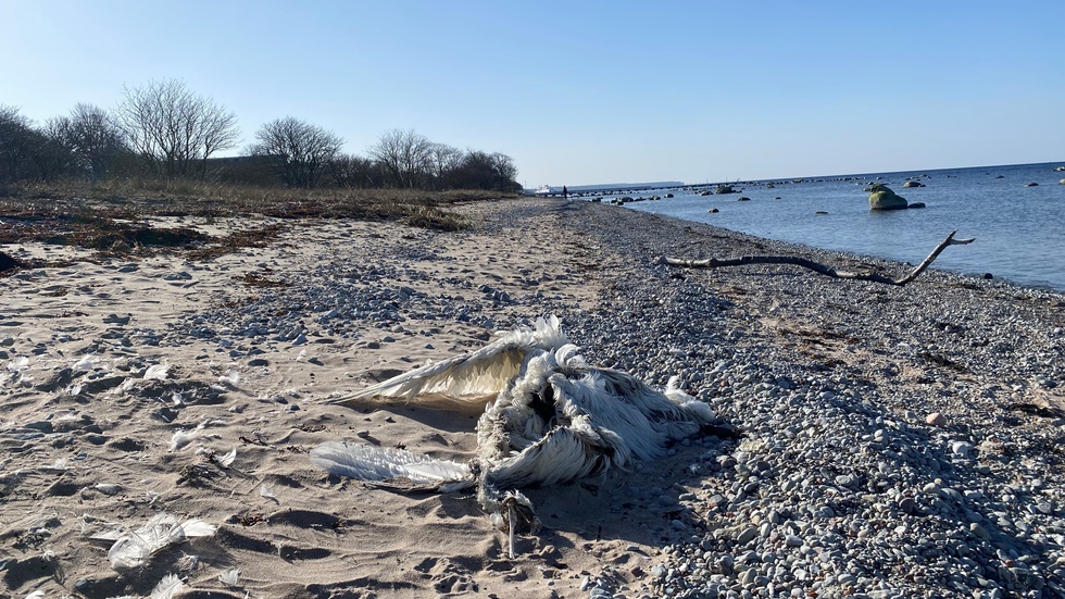 Larm om döda svanar – kan vara fågelinfluensa