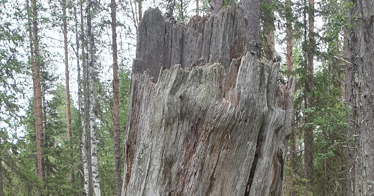 Läsarbilden: En stubbe med historia