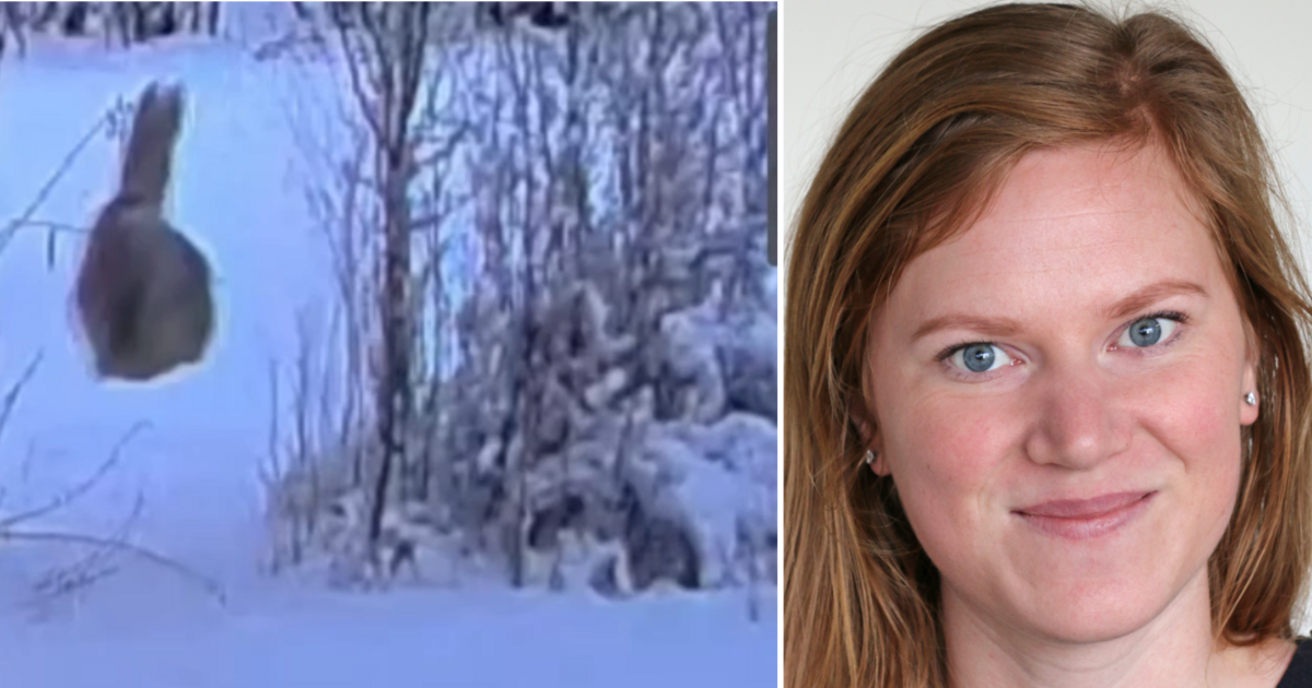Mystiska djuret delar Uppsalaborna: Vad är det för något?