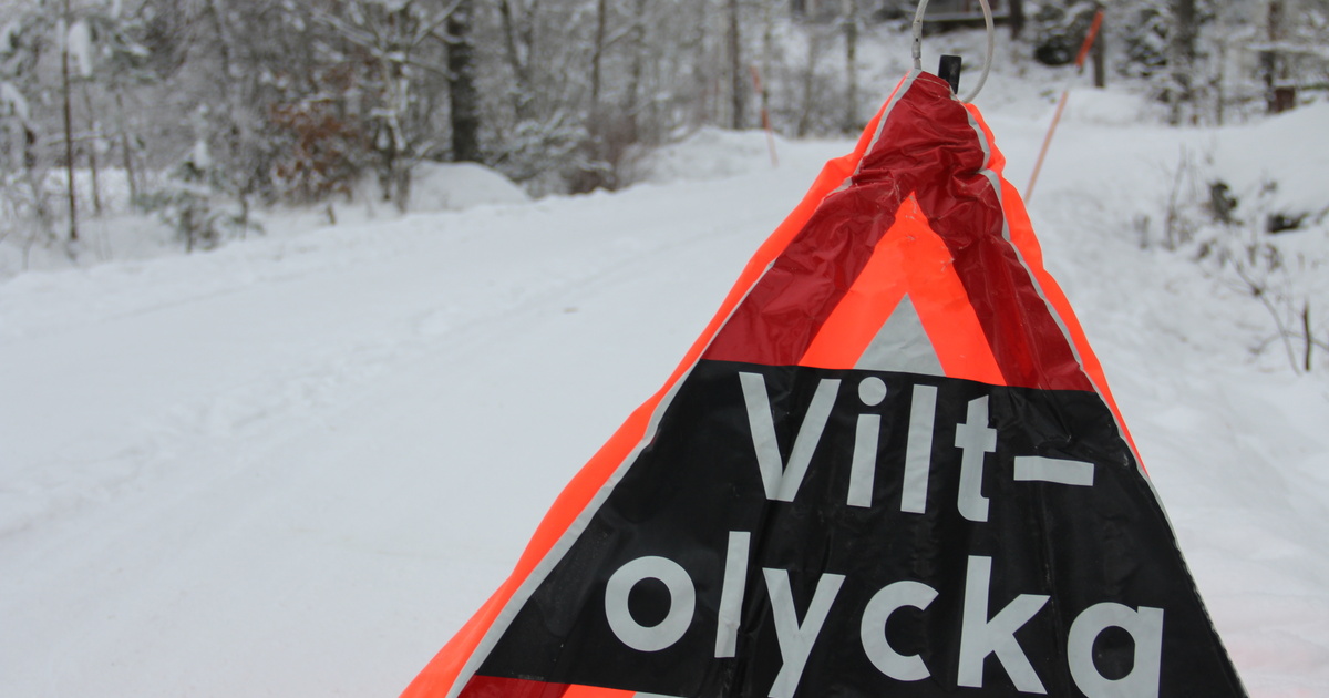 Kraftig ökning av olyckor med dessa djur: "Finns överallt"